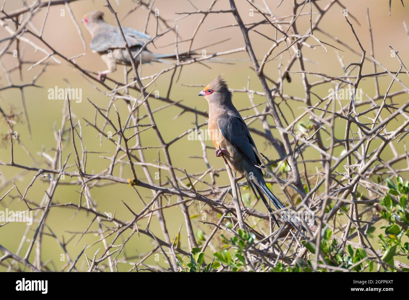 Urocolius Indicus Stockfotos und -bilder Kaufen - Alamy