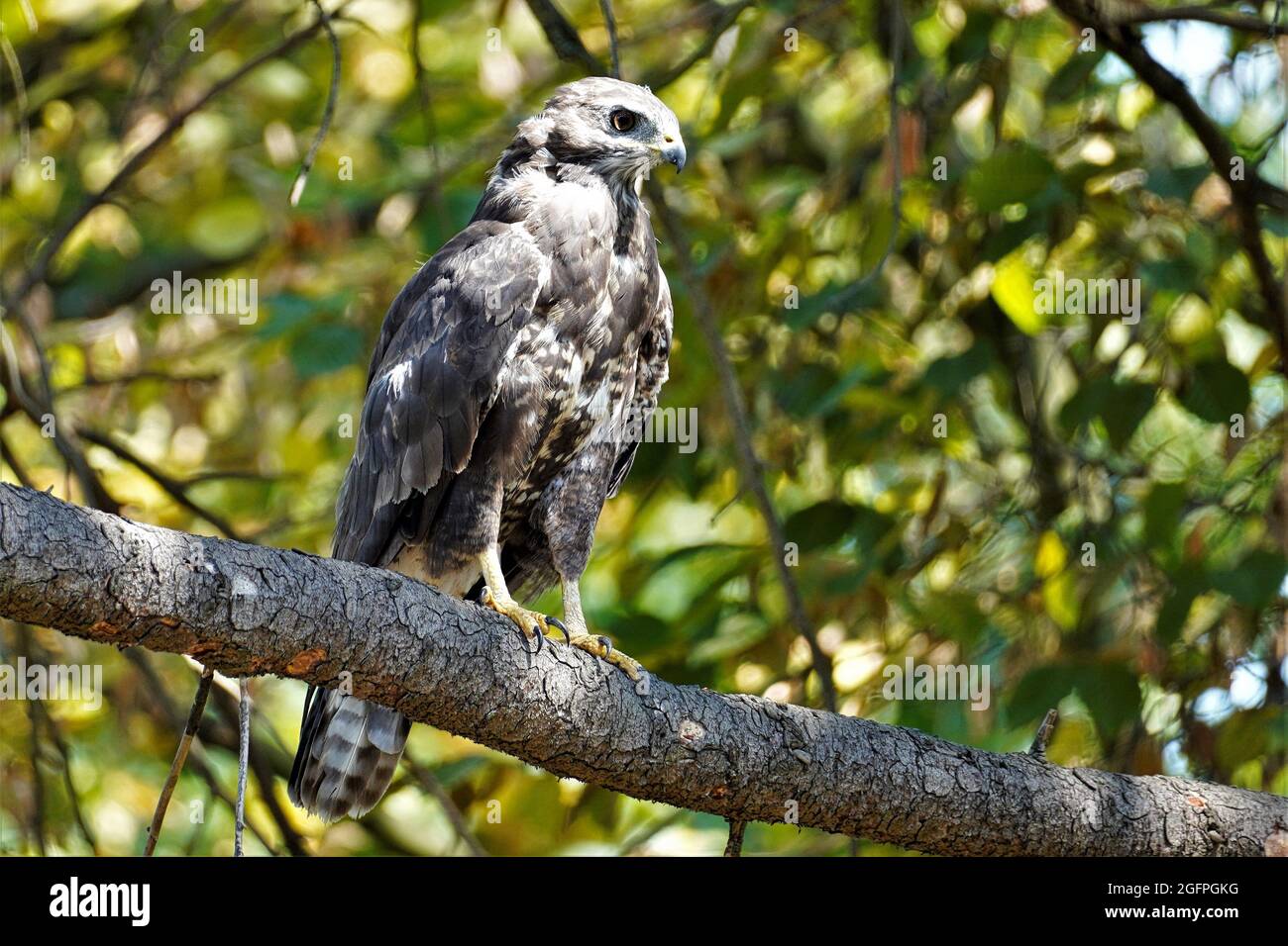 Mäusebussard bussard -Fotos und -Bildmaterial in hoher Auflösung – Alamy