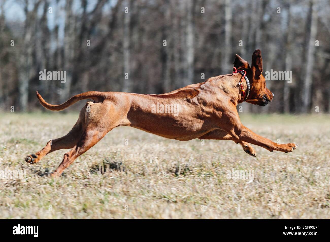 Rhodesian Ridgeback Hund läuft mit voller Geschwindigkeit bei Lure ...