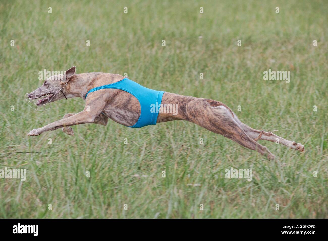 Whippet racing lure coursing -Fotos und -Bildmaterial in hoher ...