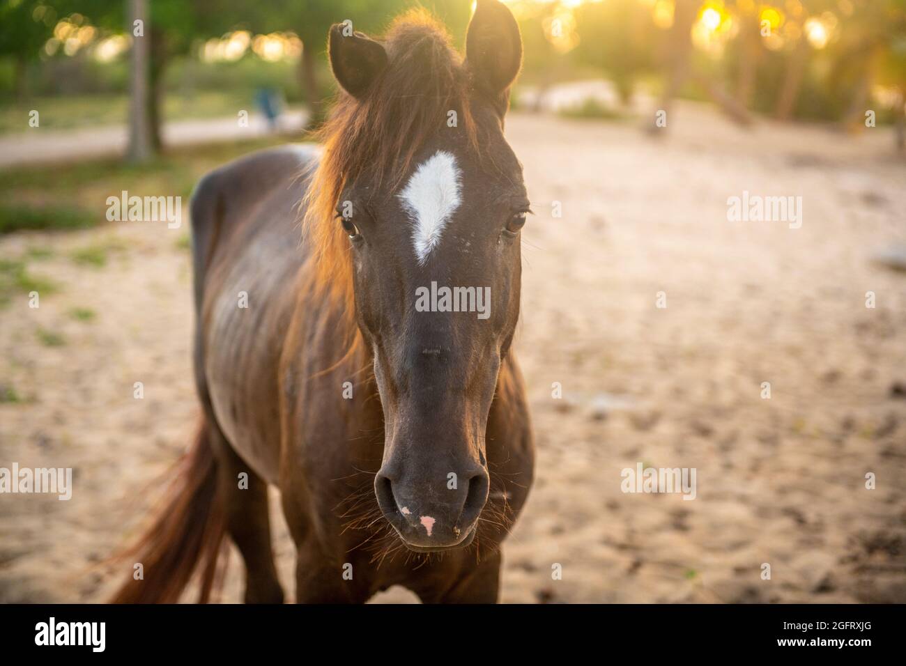 Ein wildes Pferd, das in der Morgensonne steht - Puerto Rico Stockfotografie - Alamy