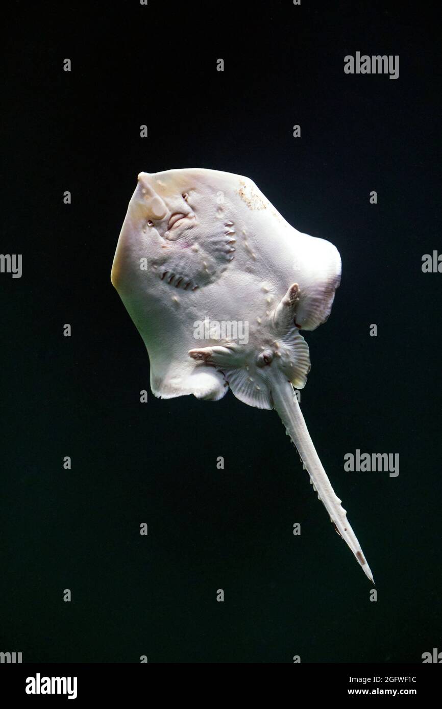 Thornback ray -Fotos und -Bildmaterial in hoher Auflösung – Alamy