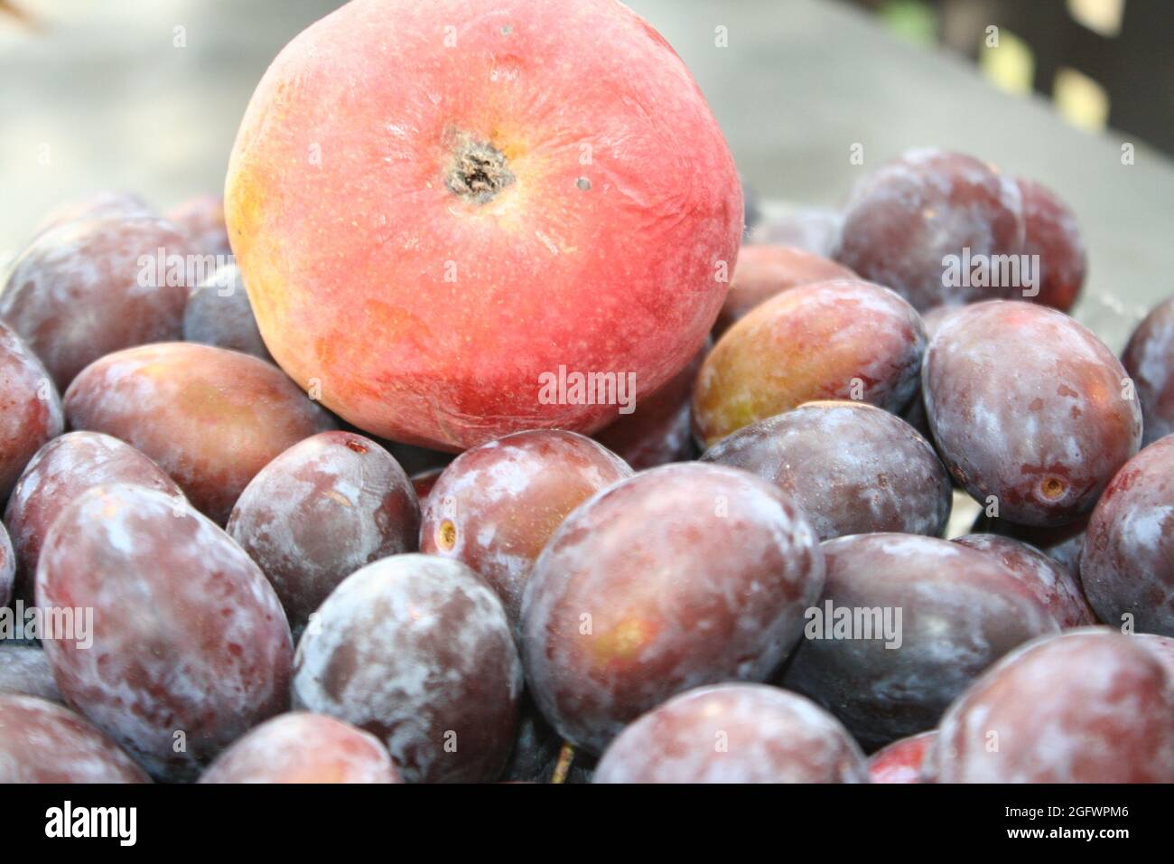 Blaue pflaumen -Fotos und -Bildmaterial in hoher Auflösung – Alamy