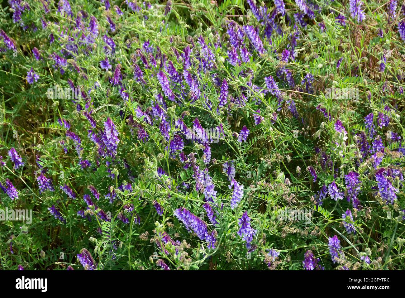 Tufted Vetch, Cow Vetch, Bird Vetch, Blue Vetch, Boreal Vetch, Vogel ...