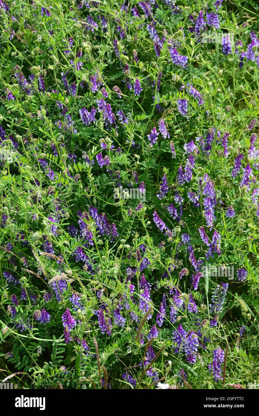 Tufted Vetch, Cow Vetch, Bird Vetch, Blue Vetch, Boreal Vetch, Vogel ...