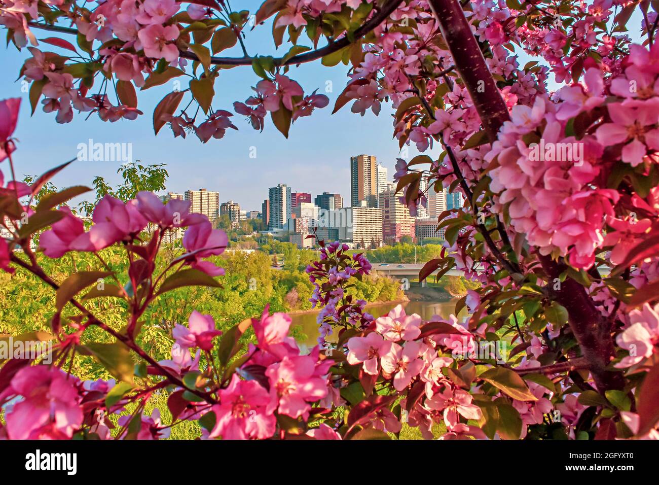 Edmonton blumen -Fotos und -Bildmaterial in hoher Auflösung – Alamy