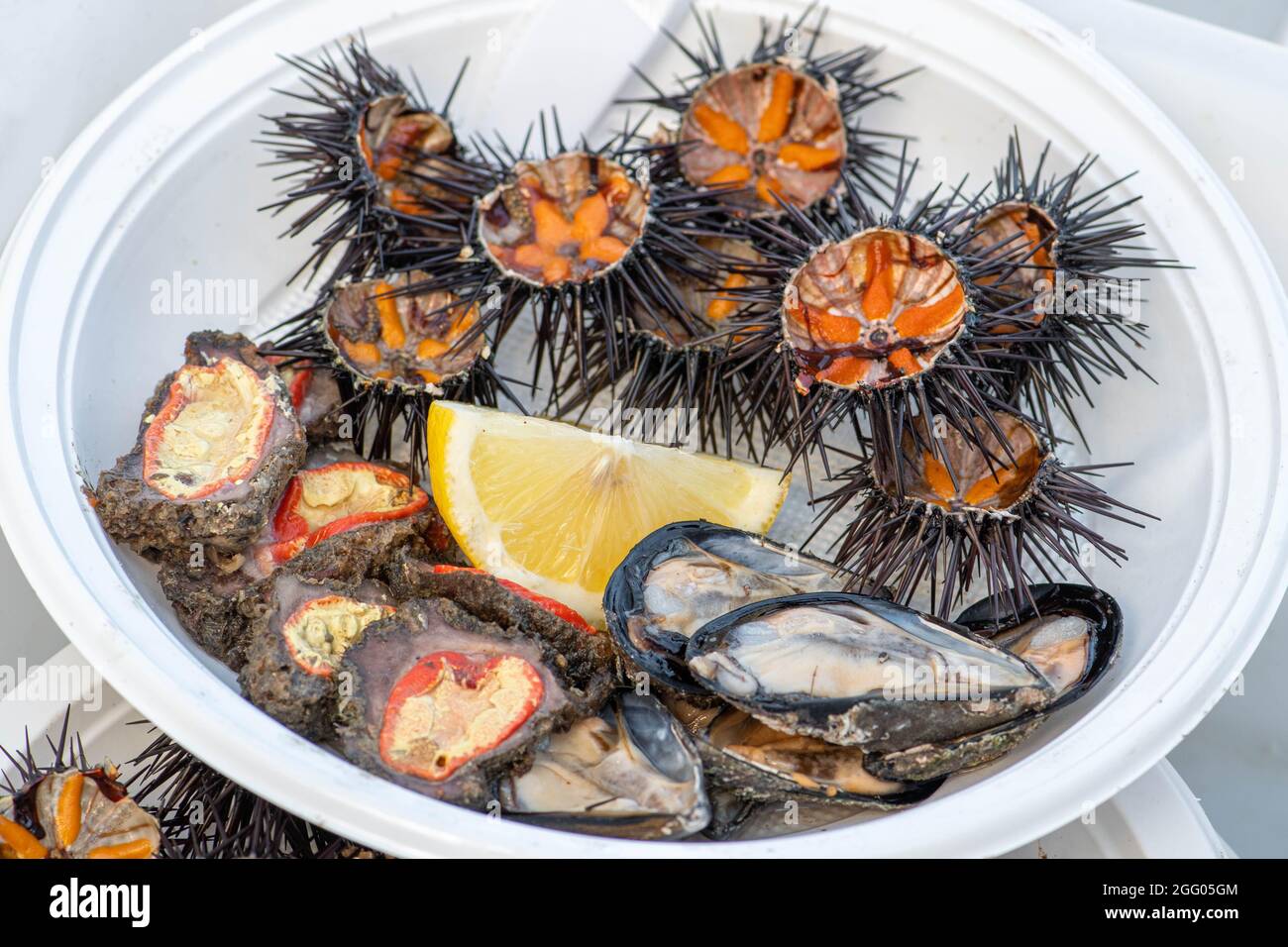 Seeigel ei -Fotos und -Bildmaterial in hoher Auflösung – Alamy