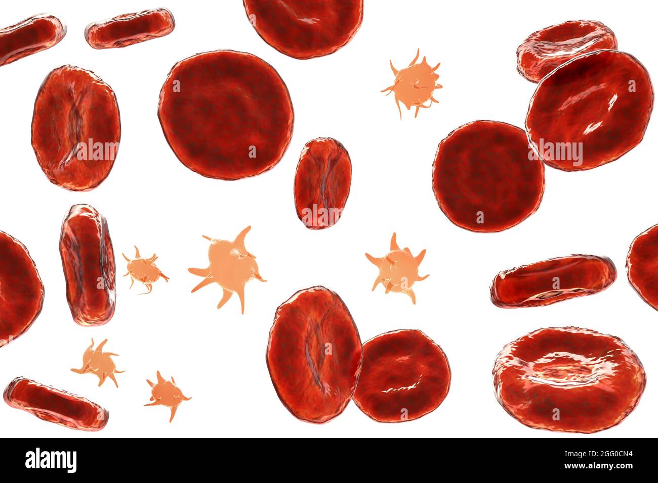 Aktivierte thrombozyten -Fotos und -Bildmaterial in hoher Auflösung – Alamy