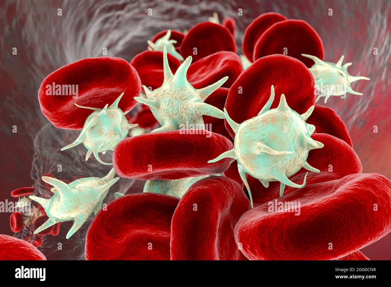 Aktivierte thrombozyten -Fotos und -Bildmaterial in hoher Auflösung – Alamy