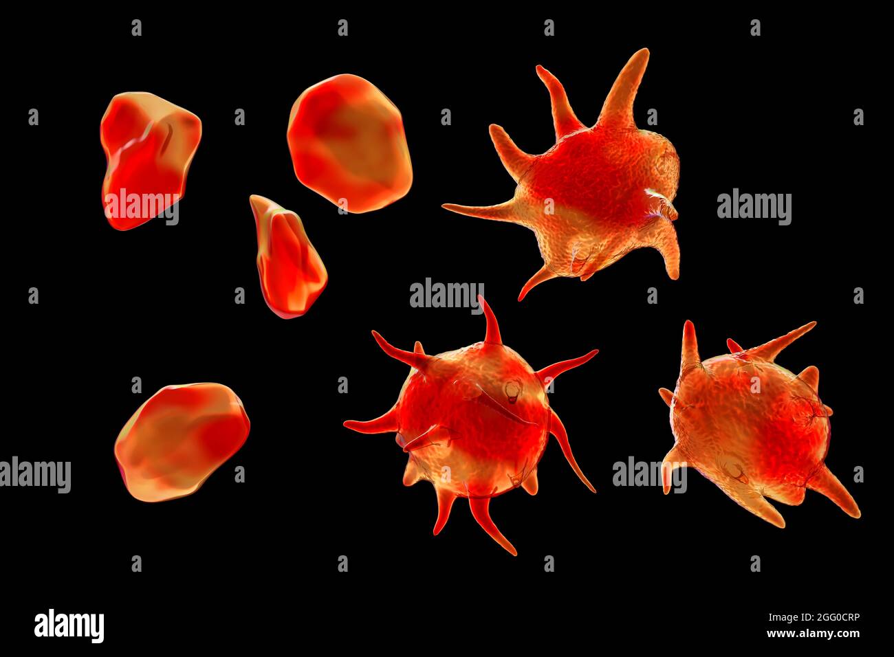 Aktivierte Thrombozyten Stockfotos und -bilder Kaufen - Alamy