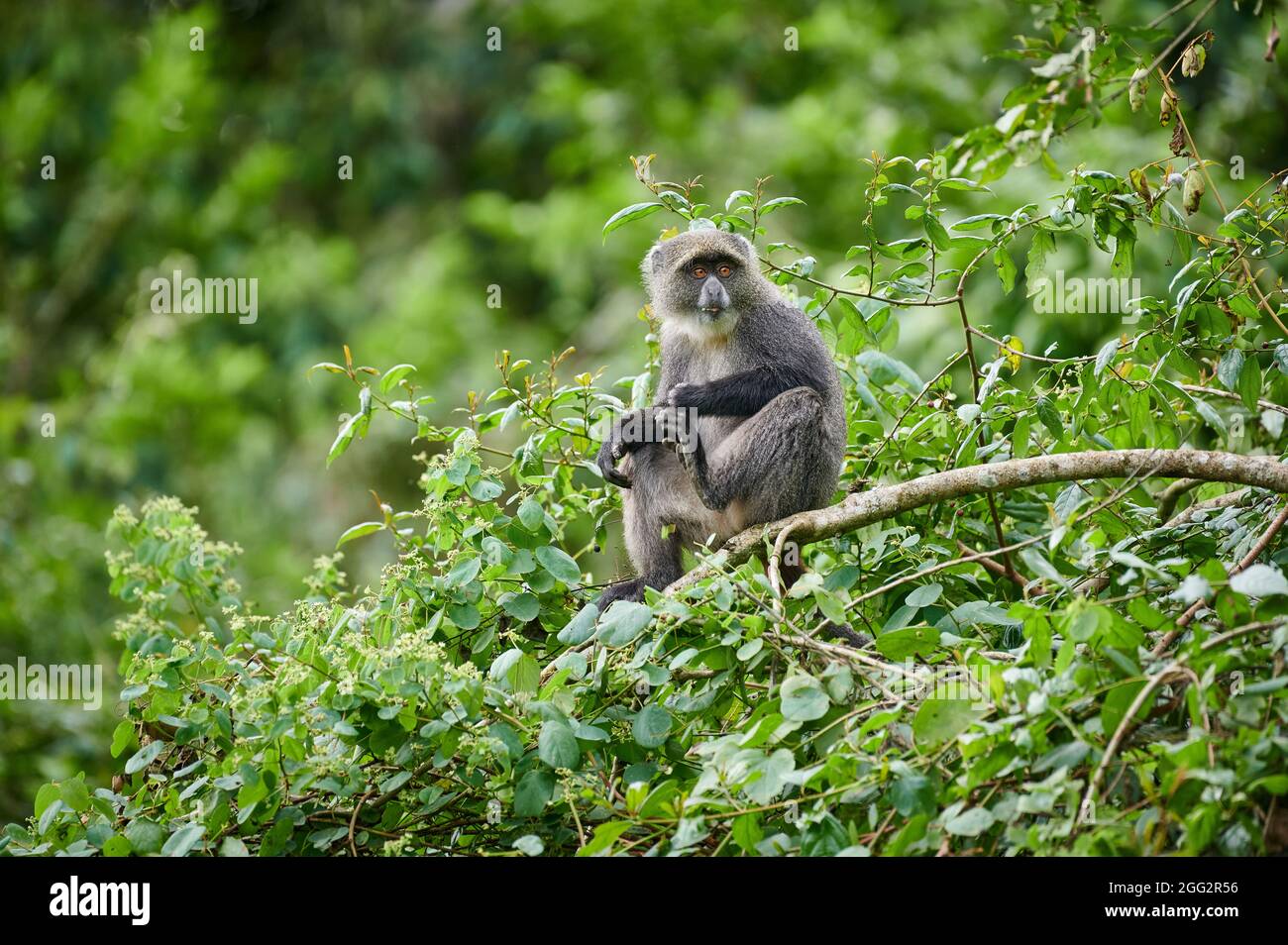 Blauer Affe oder Diademataffe (Cercopithecus mitis) auf einem Ast ...