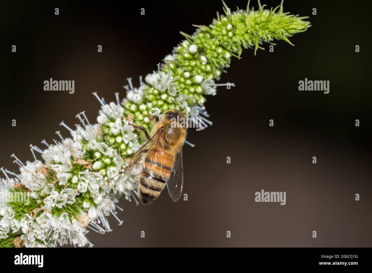 Schwarze deutsche biene -Fotos und -Bildmaterial in hoher Auflösung – Alamy