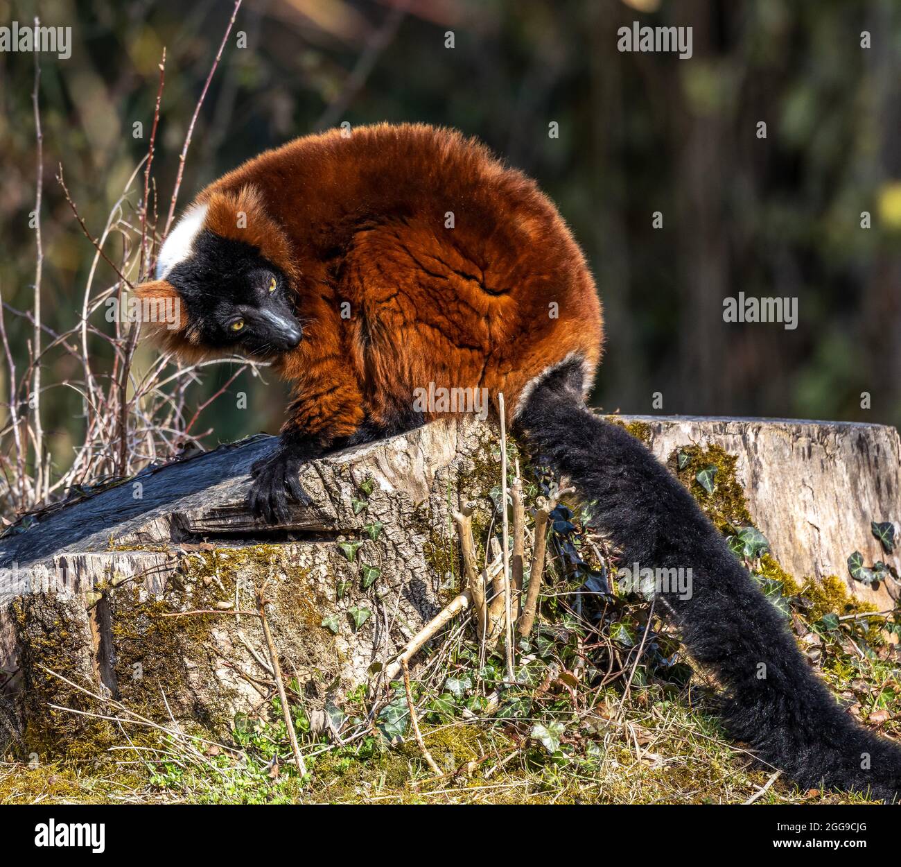 Gattung varecia -Fotos und -Bildmaterial in hoher Auflösung – Alamy