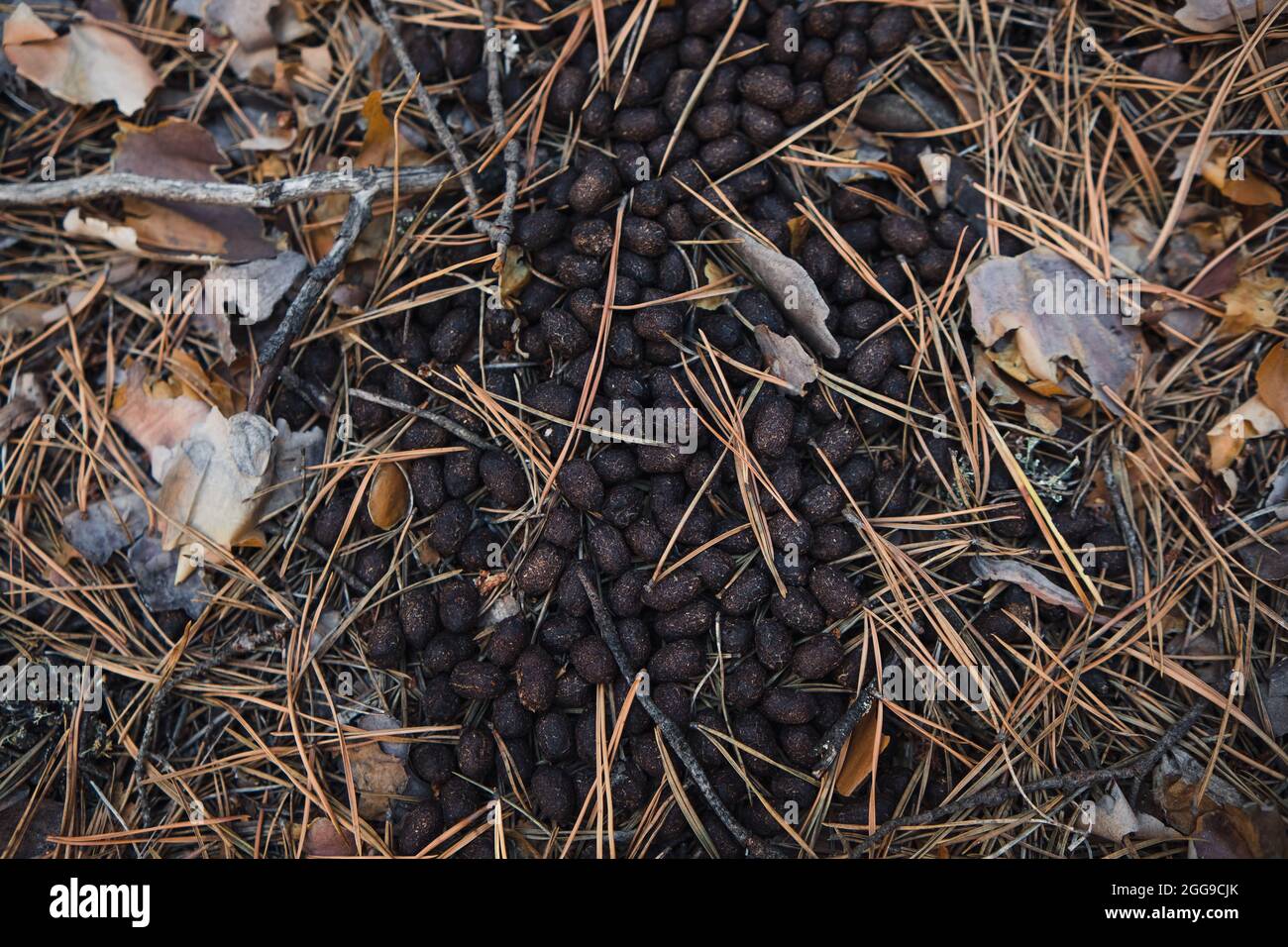 Elch kot -Fotos und -Bildmaterial in hoher Auflösung – Alamy