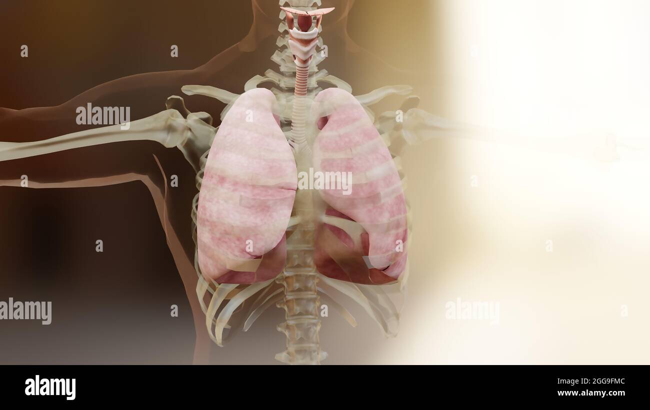 Ciclo di respirazione -Fotos und -Bildmaterial in hoher Auflösung – Alamy