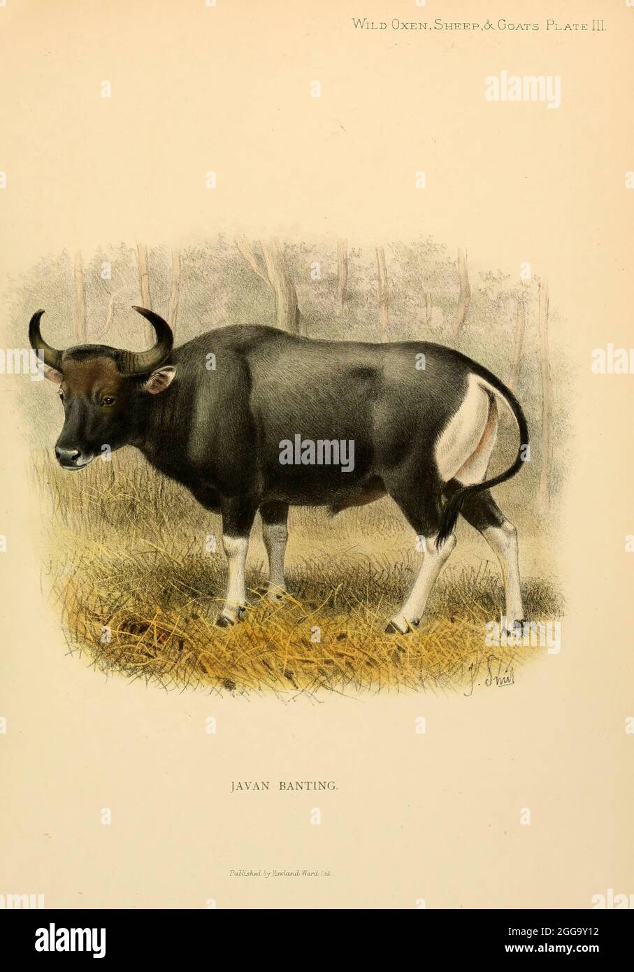 Bos sondaicus -Fotos und -Bildmaterial in hoher Auflösung – Alamy