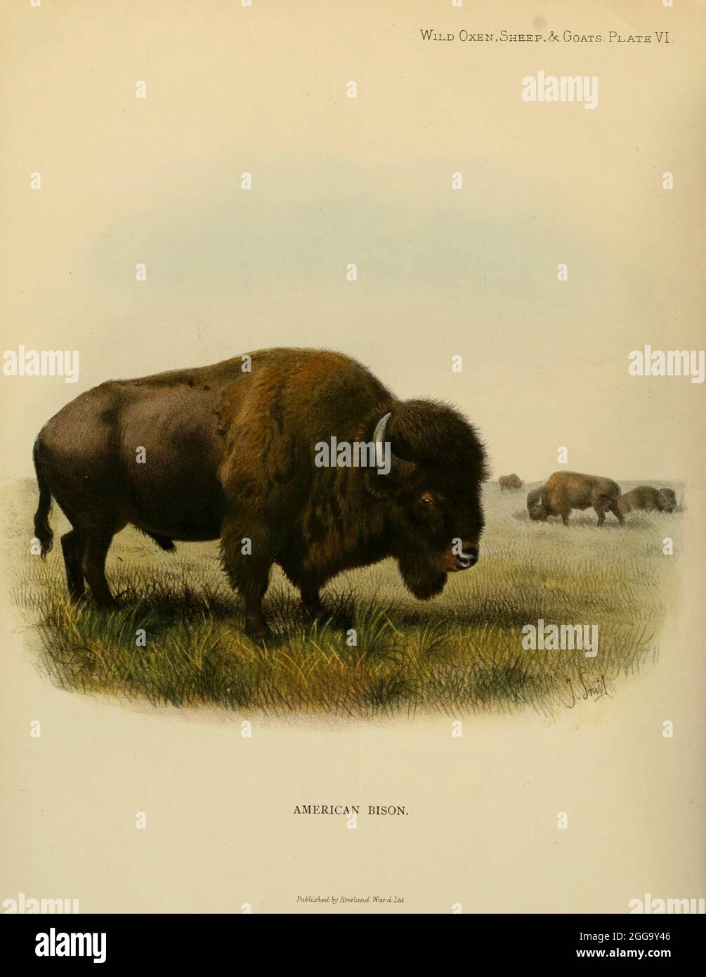 Der amerikanische Bison oder einfach Bison (Bison hier als Bos Bison ...