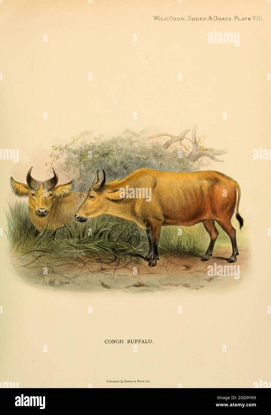 Kongo Buffalo Farbe Illustration aus dem Buch "Wilde Ochsen, Schafe und ...