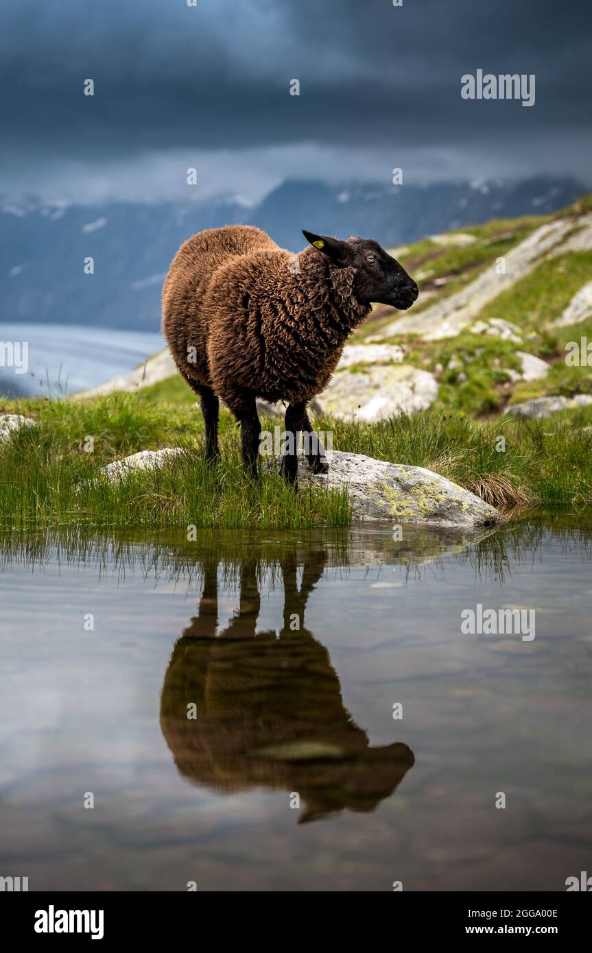 Walliser schafe -Fotos und -Bildmaterial in hoher Auflösung – Alamy