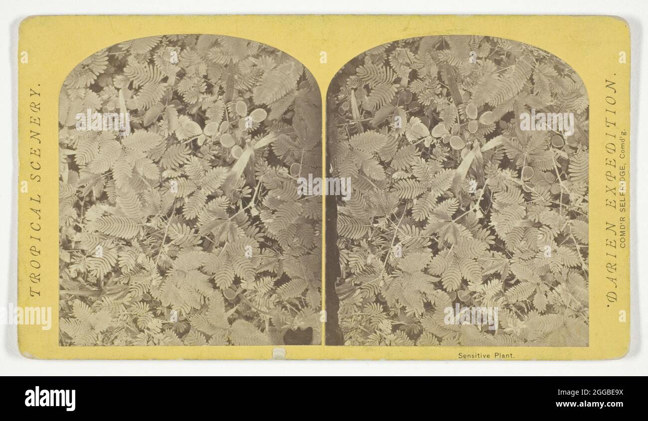 Darien expedition -Fotos und -Bildmaterial in hoher Auflösung – Alamy