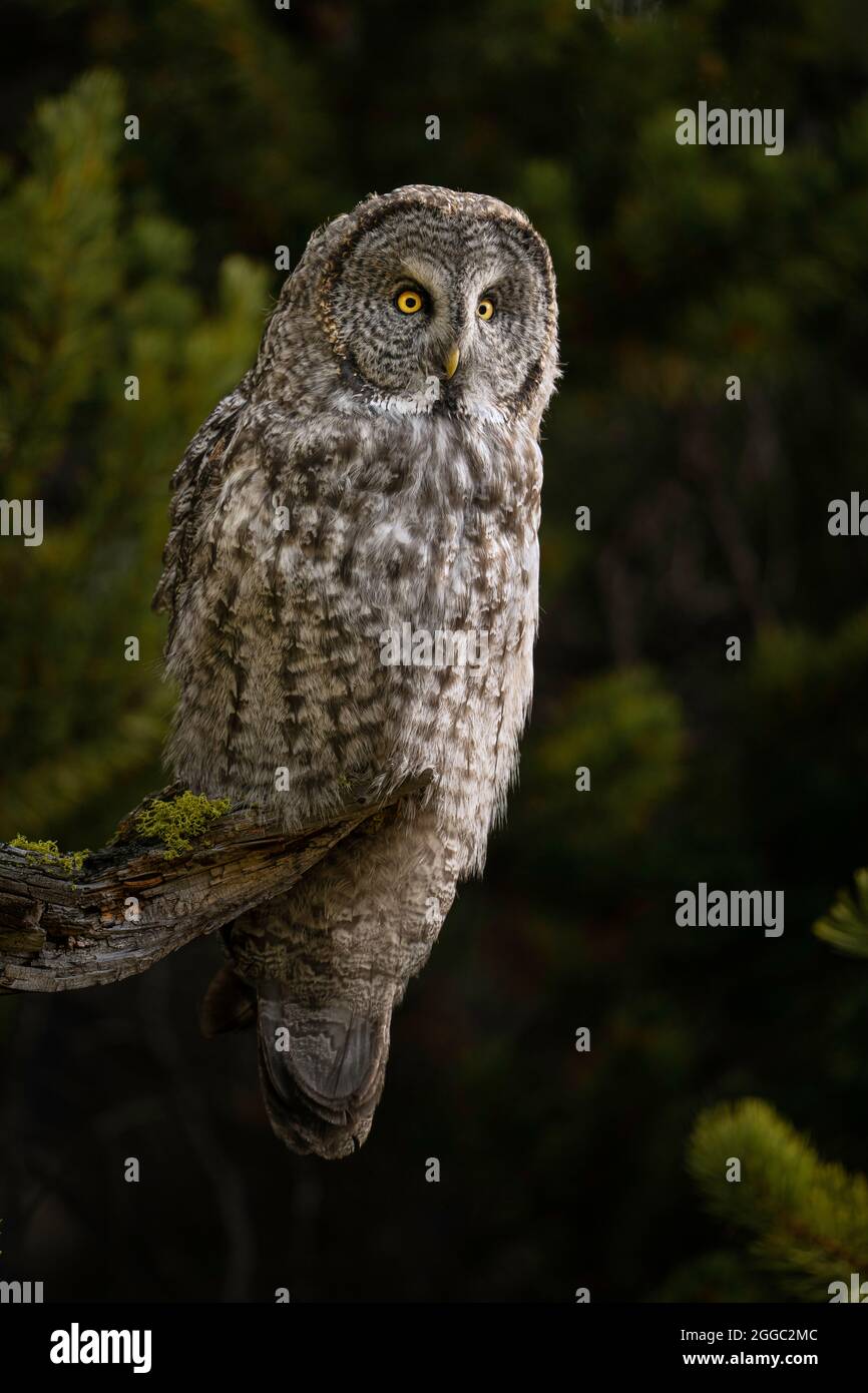 Spektrale eule -Fotos und -Bildmaterial in hoher Auflösung – Alamy