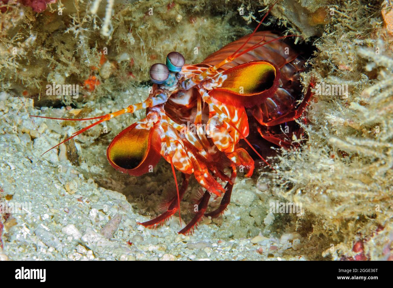 Clown mantis garnelen -Fotos und -Bildmaterial in hoher Auflösung – Alamy