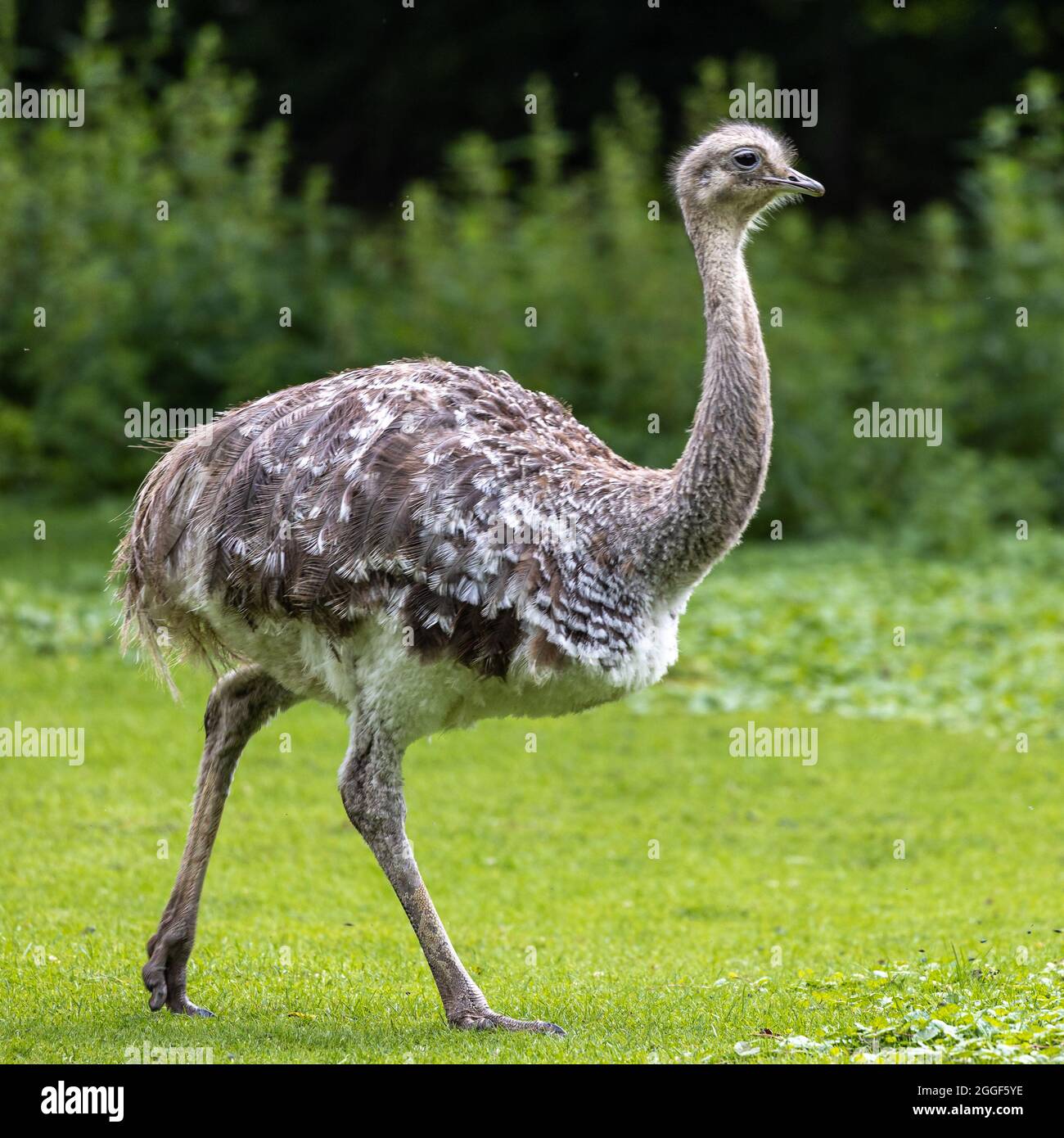 Darwins Rhea Rhea pennata auch als Lesser Rhea bekannt. Es ist ein ...