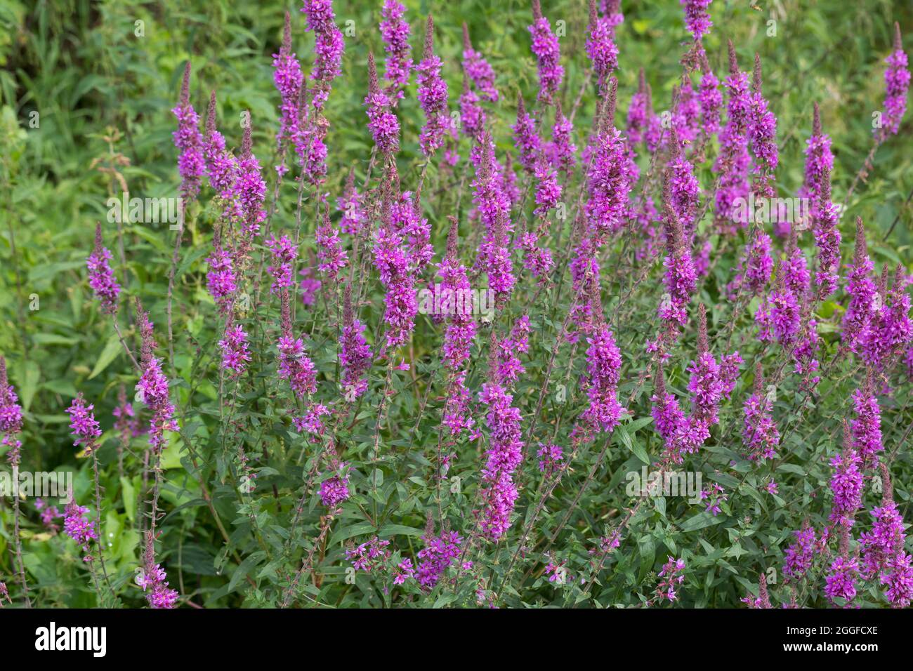 Blutweiderich, Blut-Weiderich, Gewöhnlicher, Blutweiderich Lythrum ...