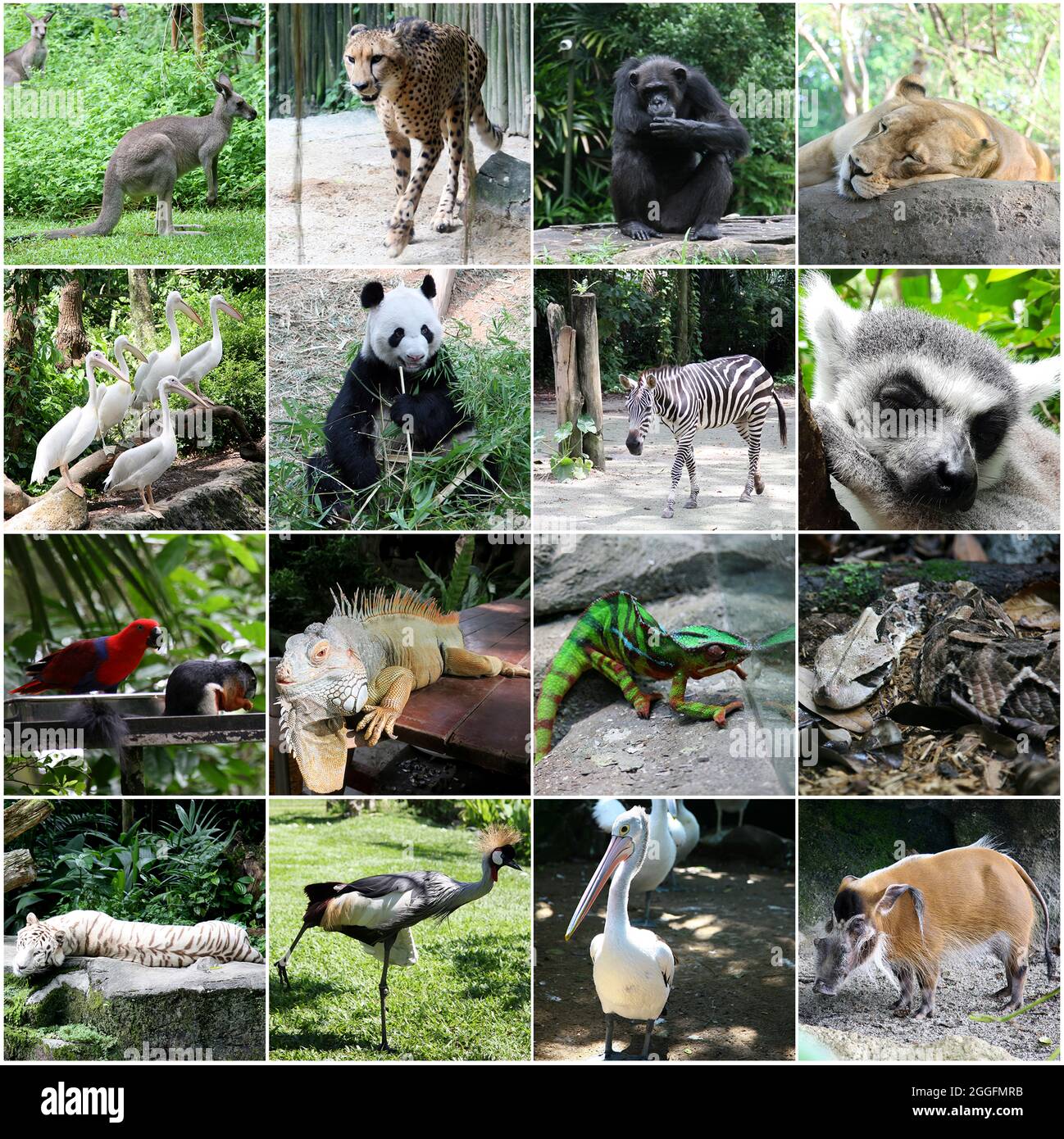 Papagei bilder -Fotos und -Bildmaterial in hoher Auflösung – Alamy