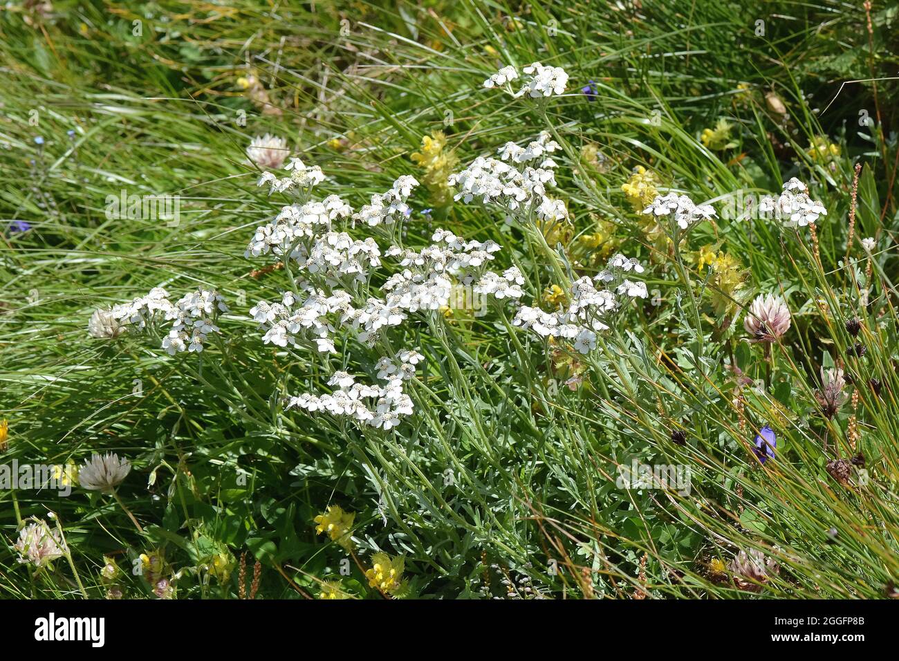 Silberne Schafgarbe, Bittere Schafgarbe, Achillea clavennae, Cickafark ...