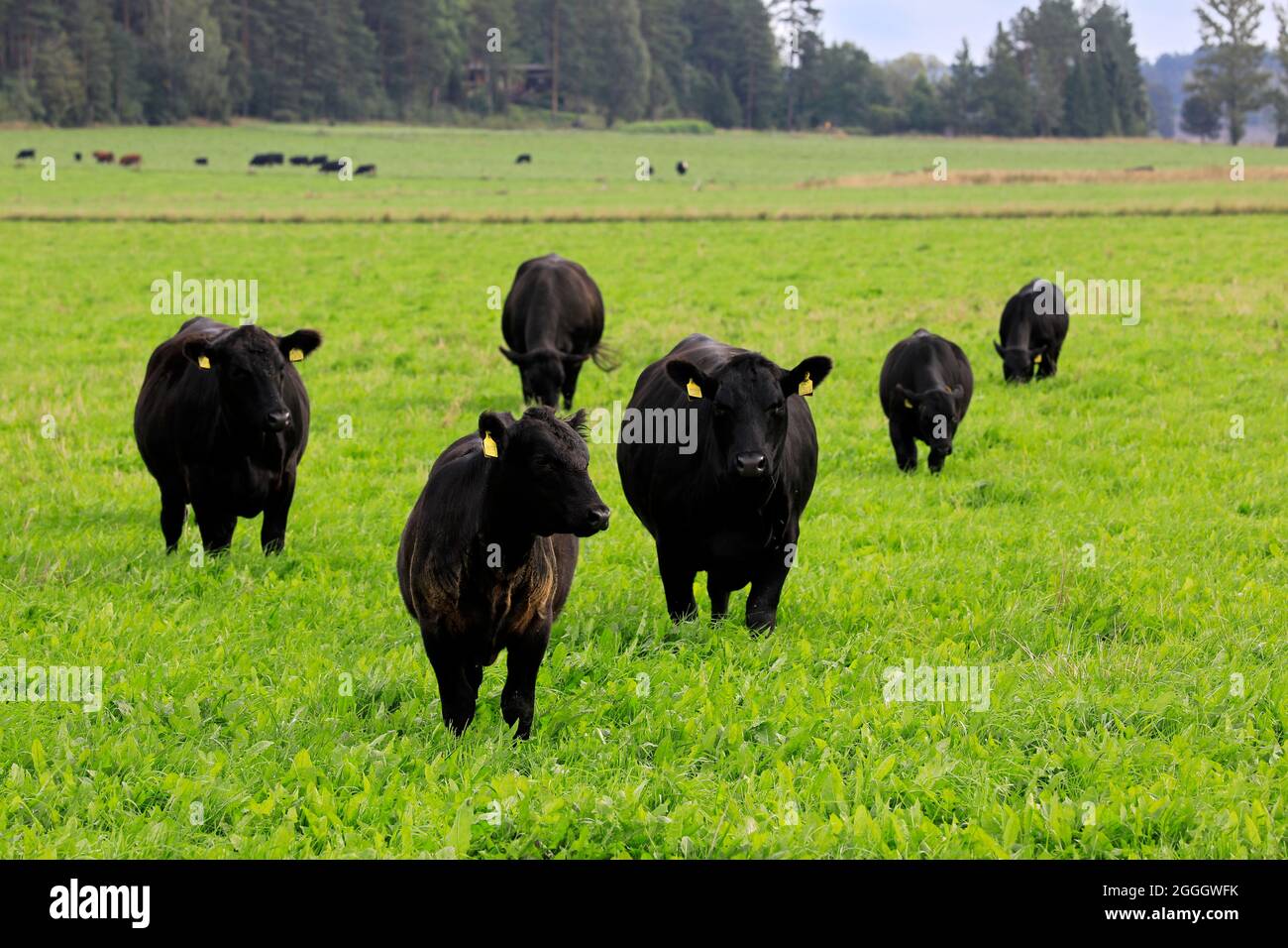 Schwarze Angus Rinder Hautnah Stockfotos und -bilder Kaufen - Alamy