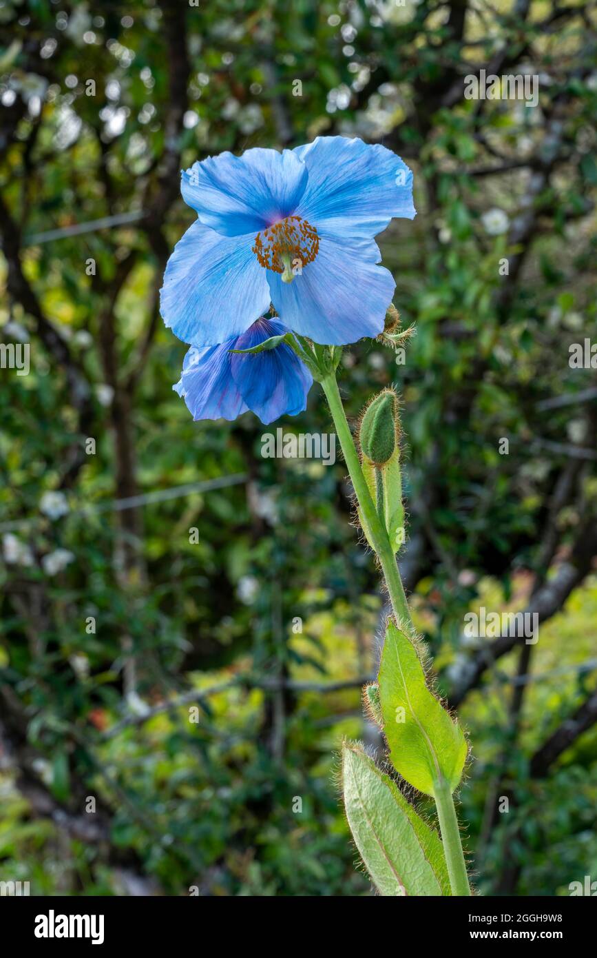 Fertile meconopsis -Fotos und -Bildmaterial in hoher Auflösung – Alamy