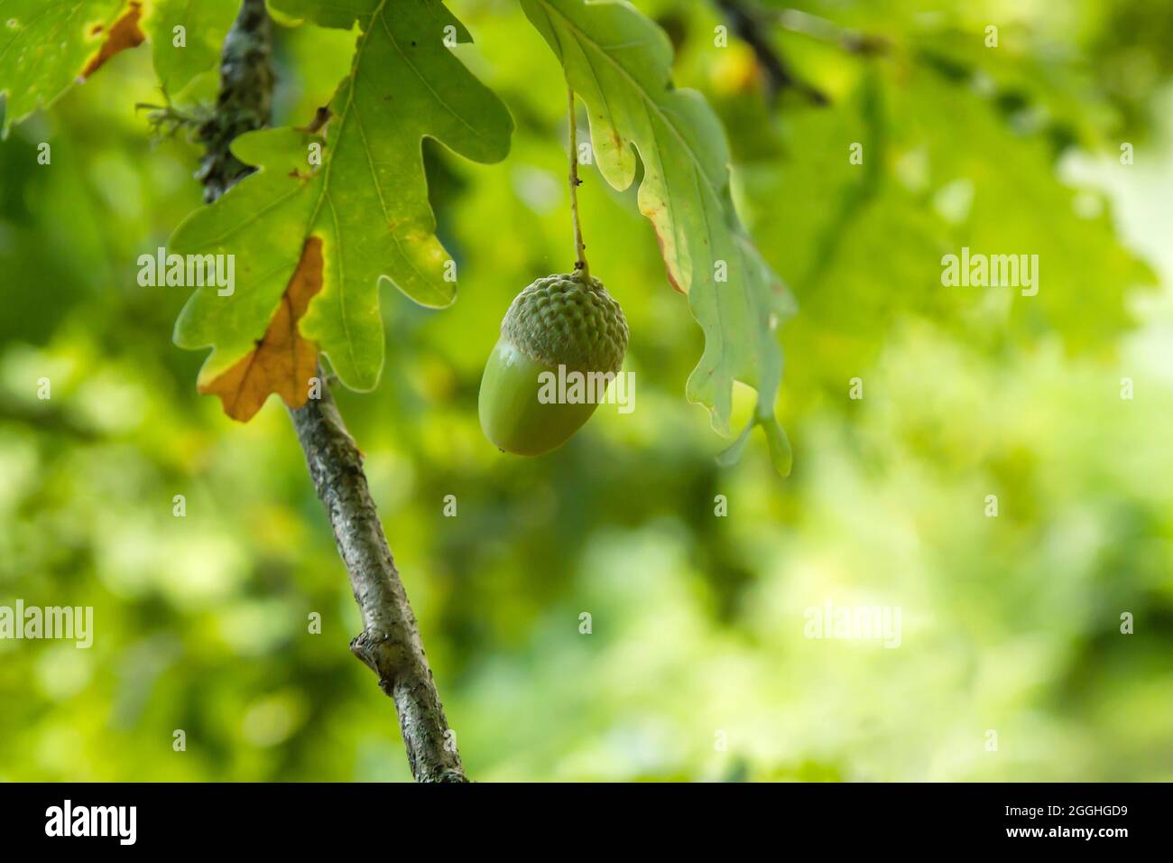 Baumsamen eiche -Fotos und -Bildmaterial in hoher Auflösung - Seite 2 ...