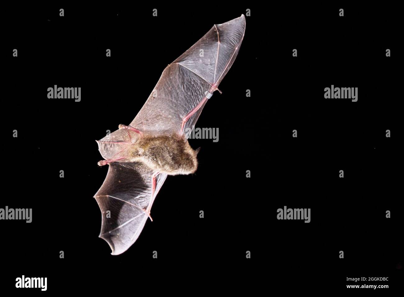 Wasserfledermaus tier -Fotos und -Bildmaterial in hoher Auflösung – Alamy