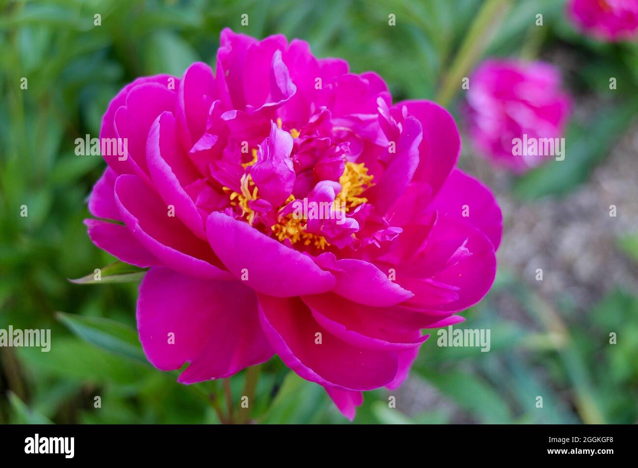 Paeonia pfingstrose doppelblume rosa -Fotos und -Bildmaterial in hoher ...