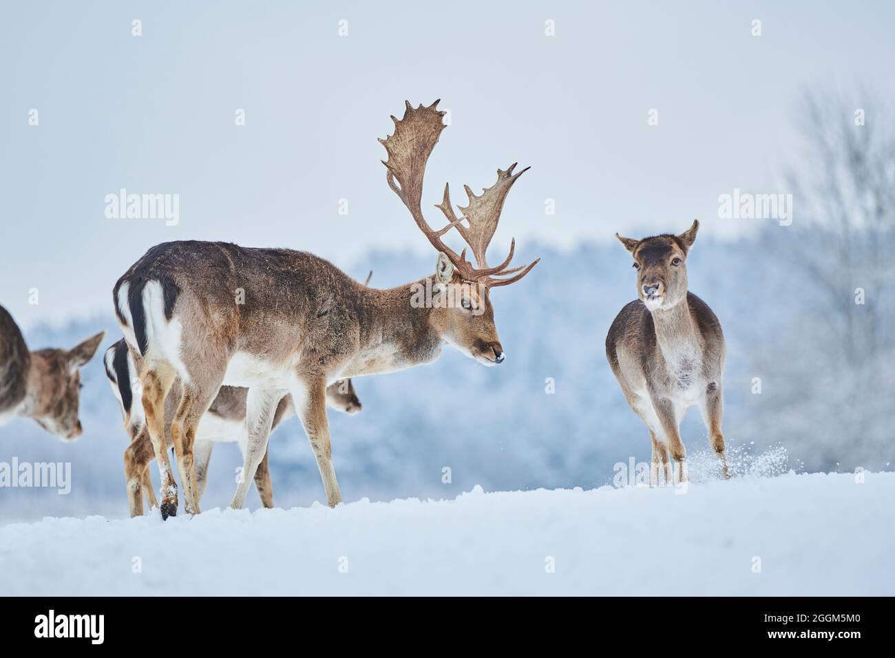 Damhirsch dama winter -Fotos und -Bildmaterial in hoher Auflösung – Alamy