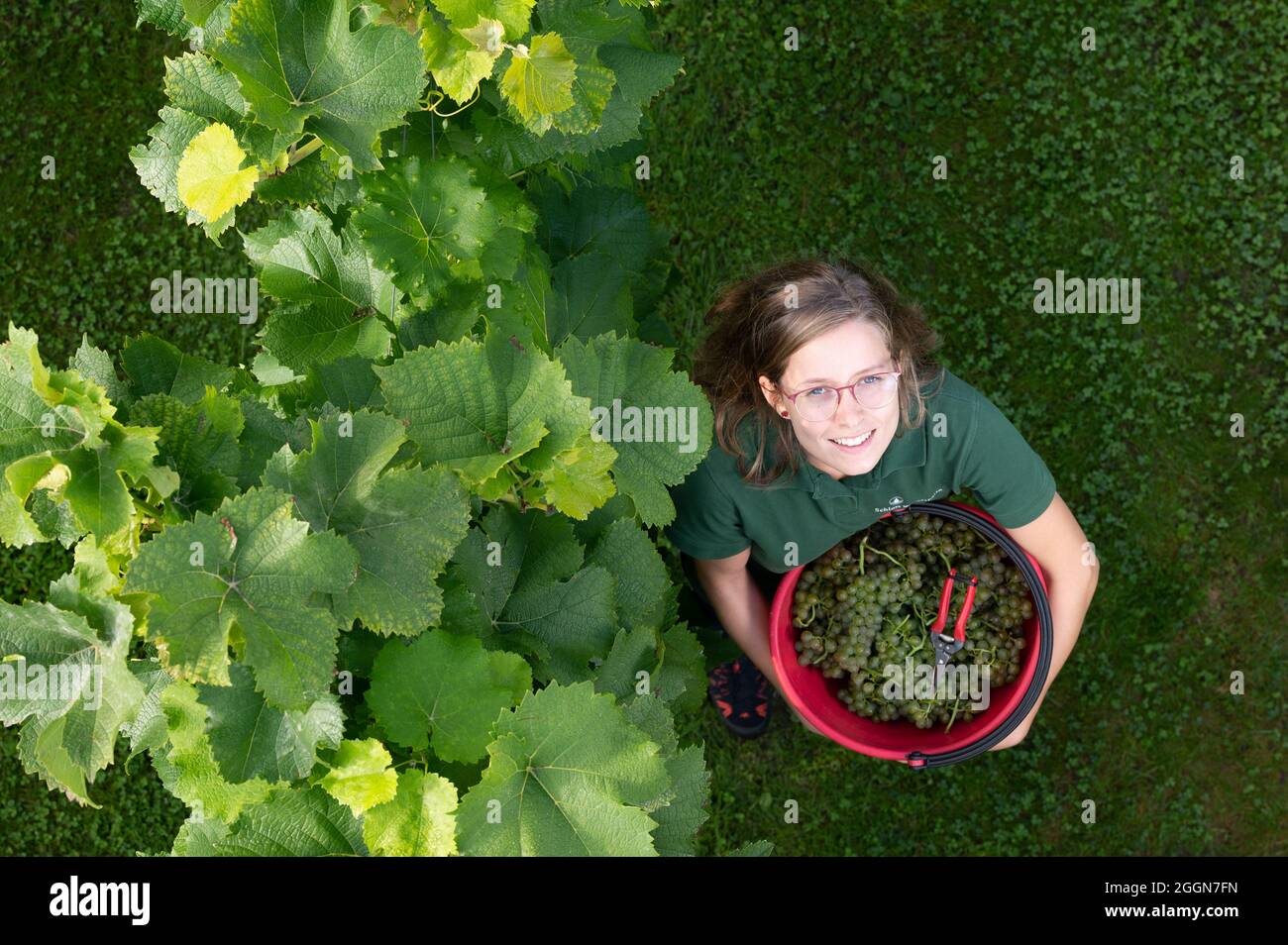 Weinsorte solaris -Fotos und -Bildmaterial in hoher Auflösung – Alamy