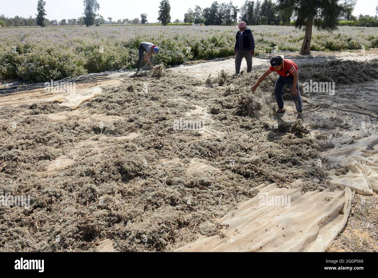 ÄGYPTEN, Bilbeis, SEKEM Bio-Bauernhof, Wüstenanbau, Ernte und Trocknung ...