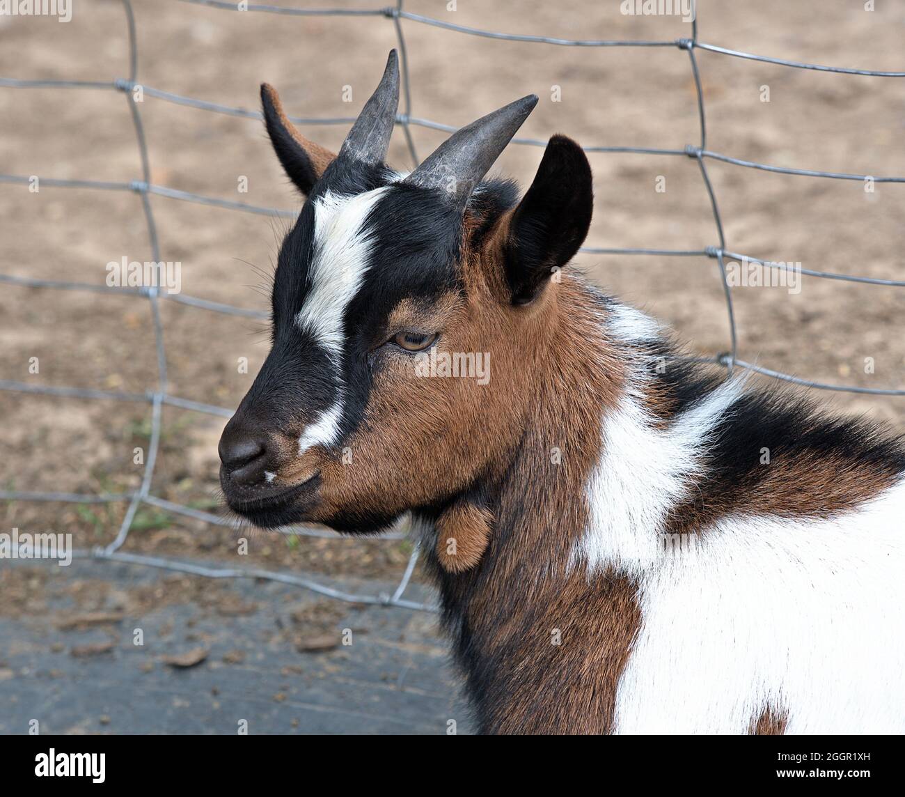 Ziege von der seite -Fotos und -Bildmaterial in hoher Auflösung – Alamy