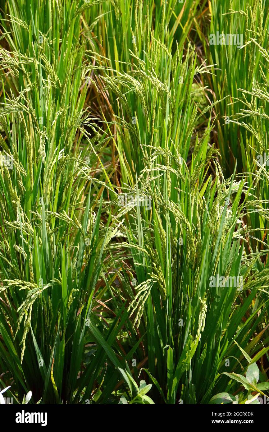 Asian rice plants oryza sativa -Fotos und -Bildmaterial in hoher ...
