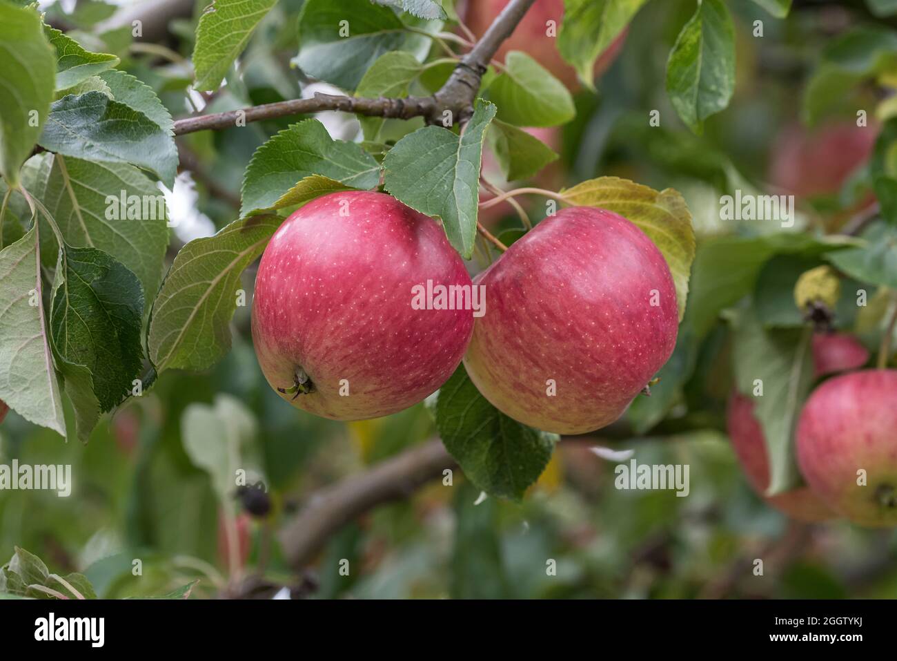 A resi -Fotos und -Bildmaterial in hoher Auflösung – Alamy