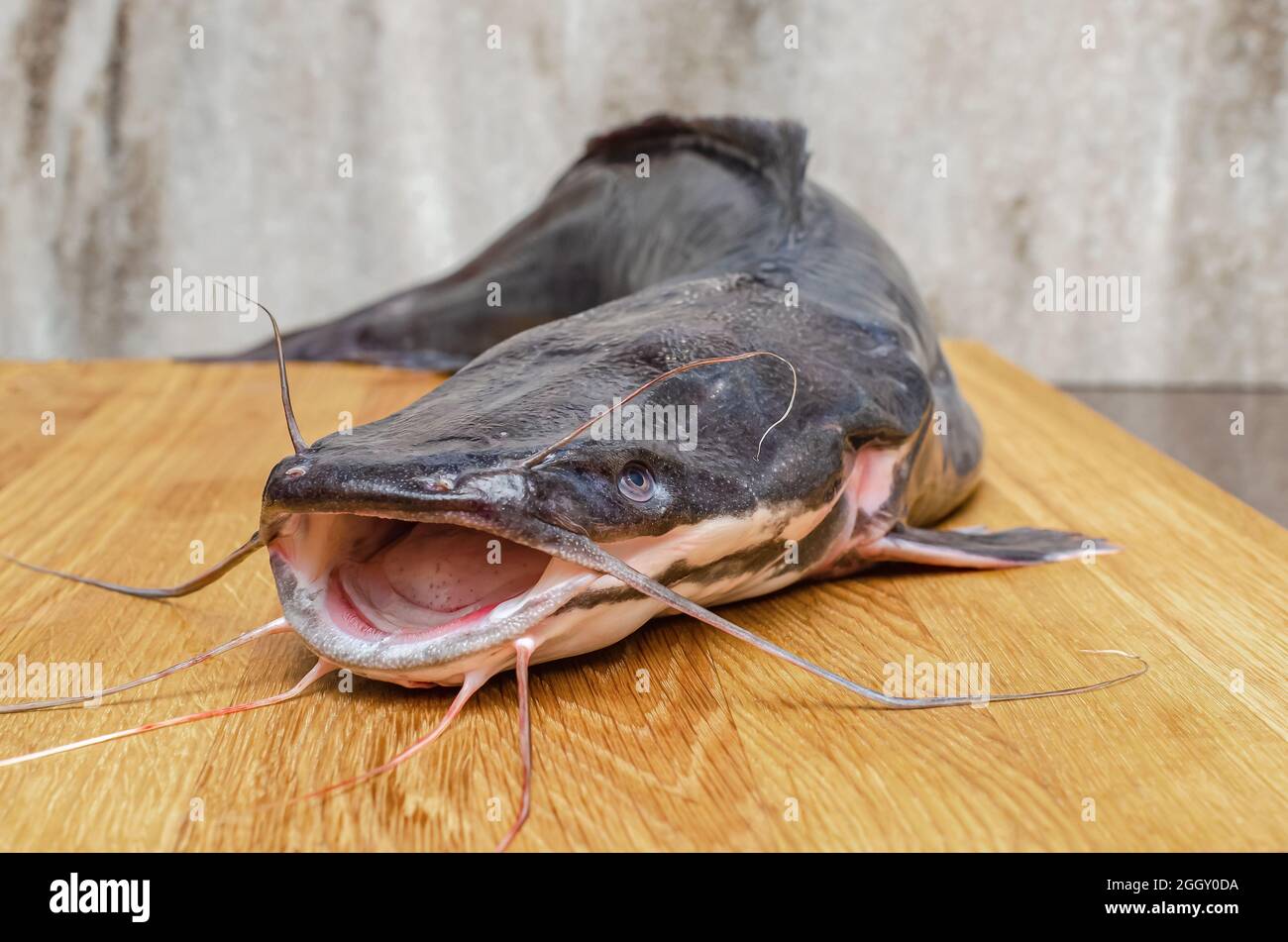 Wels fisch fluss -Fotos und -Bildmaterial in hoher Auflösung – Alamy