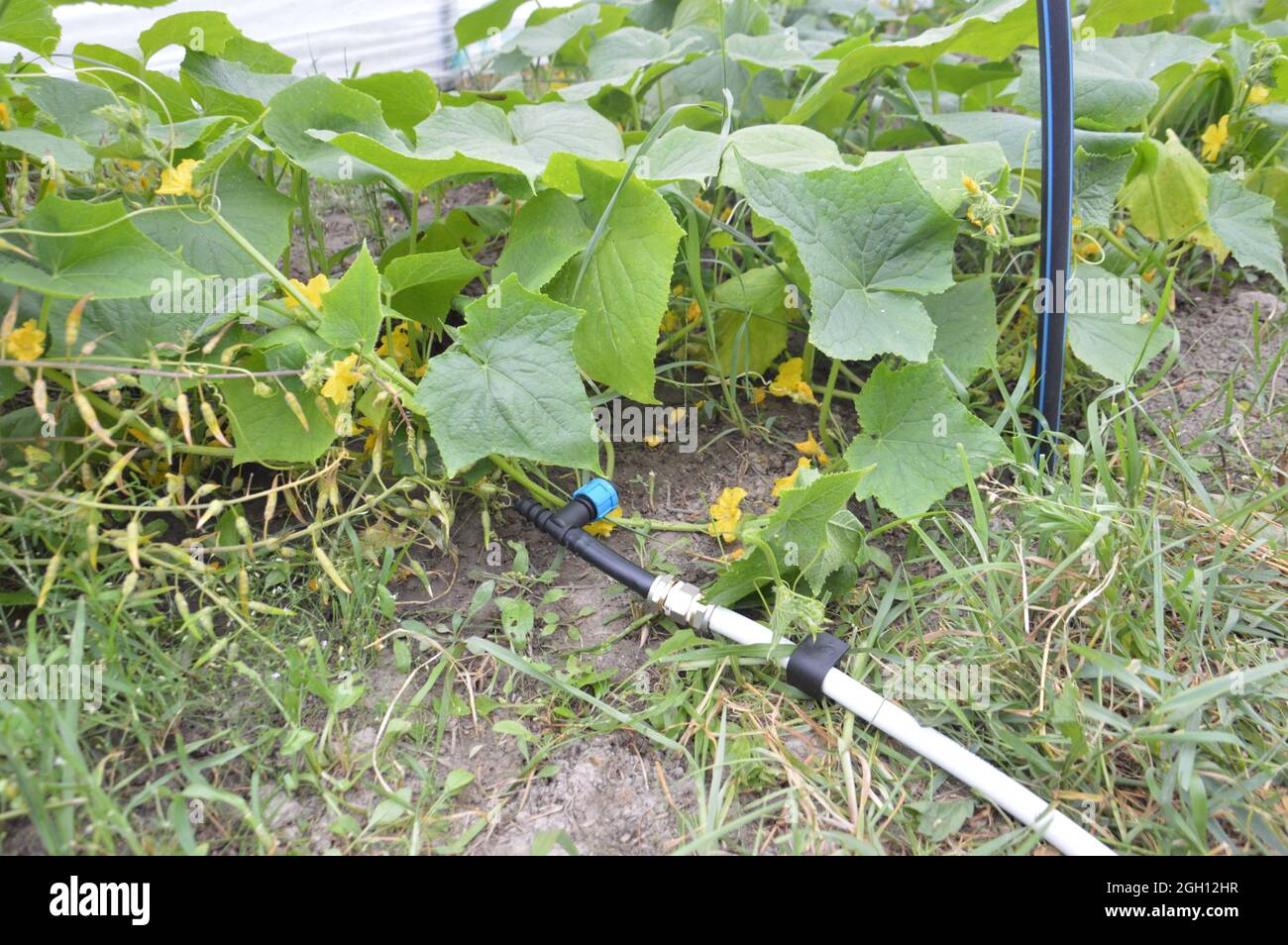 Arnold system -Fotos und -Bildmaterial in hoher Auflösung – Alamy