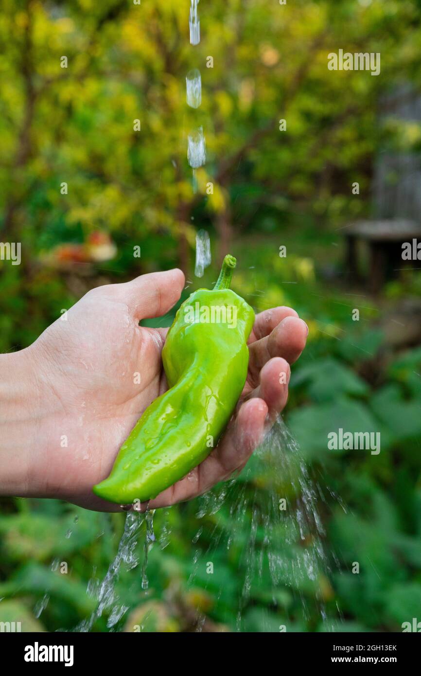 Pfeffer in der hand -Fotos und -Bildmaterial in hoher Auflösung – Alamy