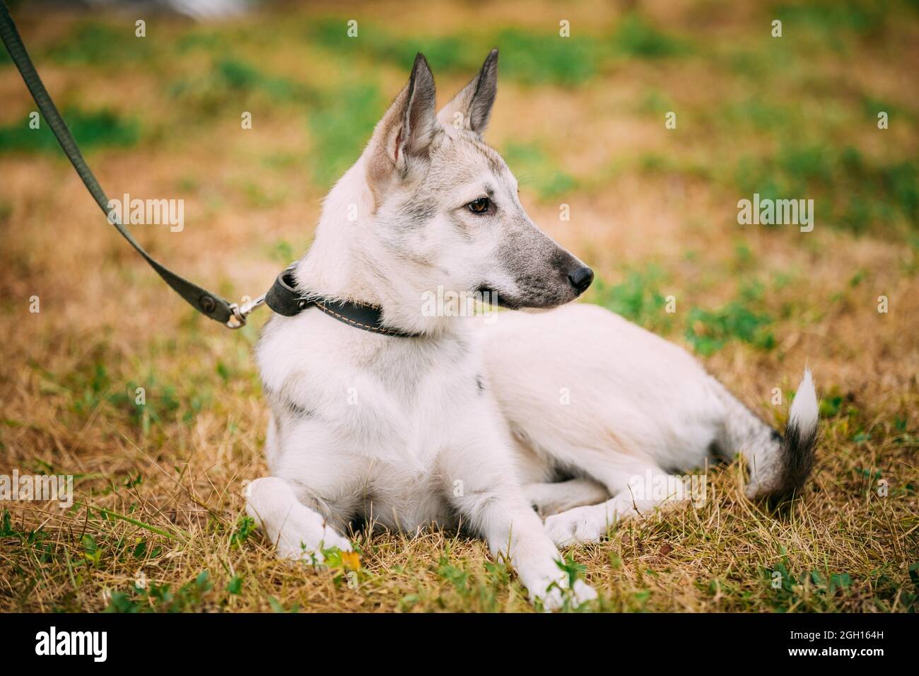 Laika der hund -Fotos und -Bildmaterial in hoher Auflösung – Alamy