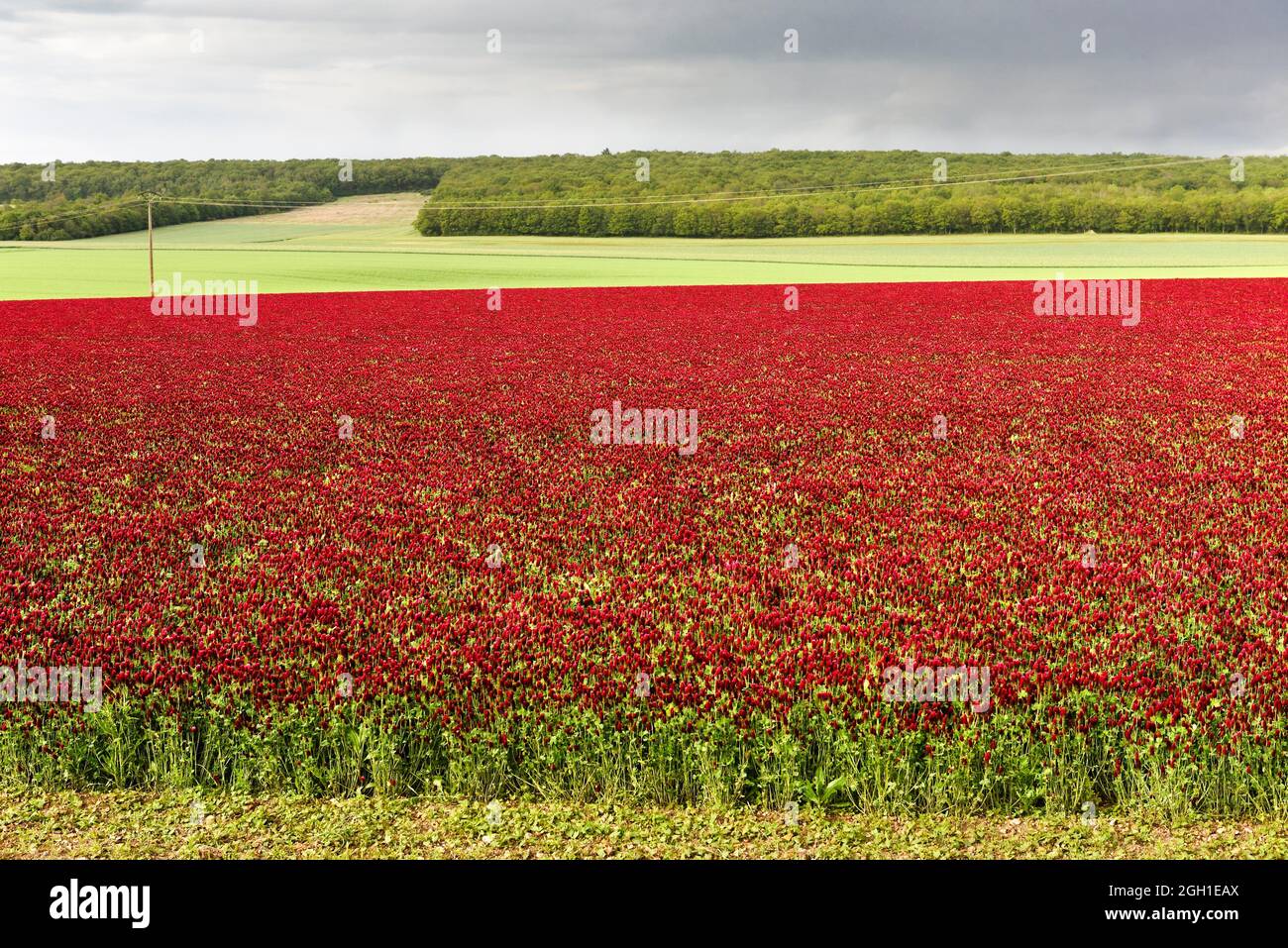 Fleur de trefle -Fotos und -Bildmaterial in hoher Auflösung – Alamy