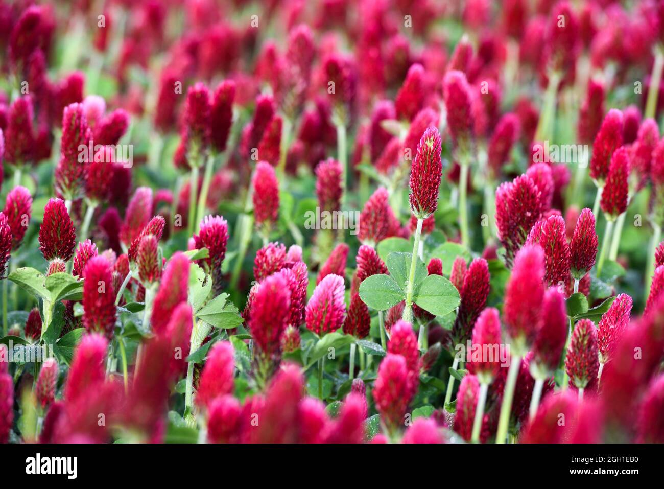 Fleur de trefle -Fotos und -Bildmaterial in hoher Auflösung – Alamy