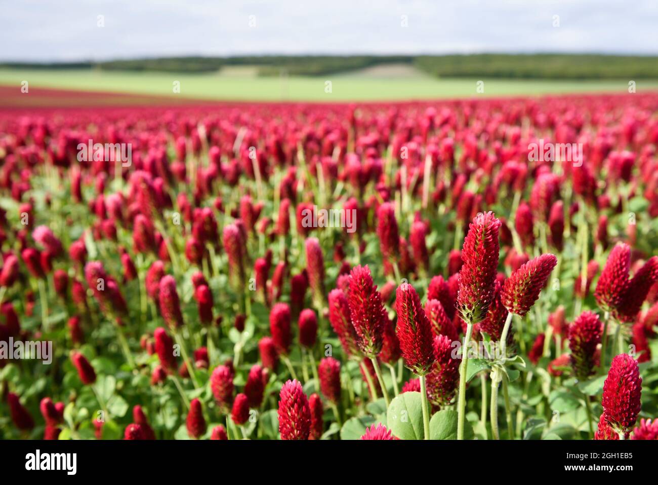 Fleur de trefle -Fotos und -Bildmaterial in hoher Auflösung – Alamy