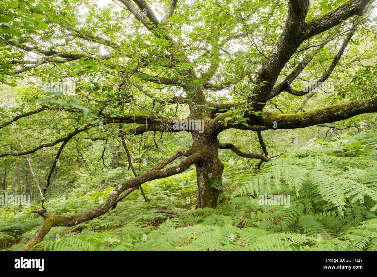 Chene Remarquable, Foret de Rambouillet, Parc naturel regional de la ...