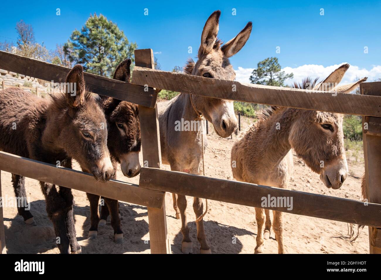 Gruppe von eseln -Fotos und -Bildmaterial in hoher Auflösung – Alamy